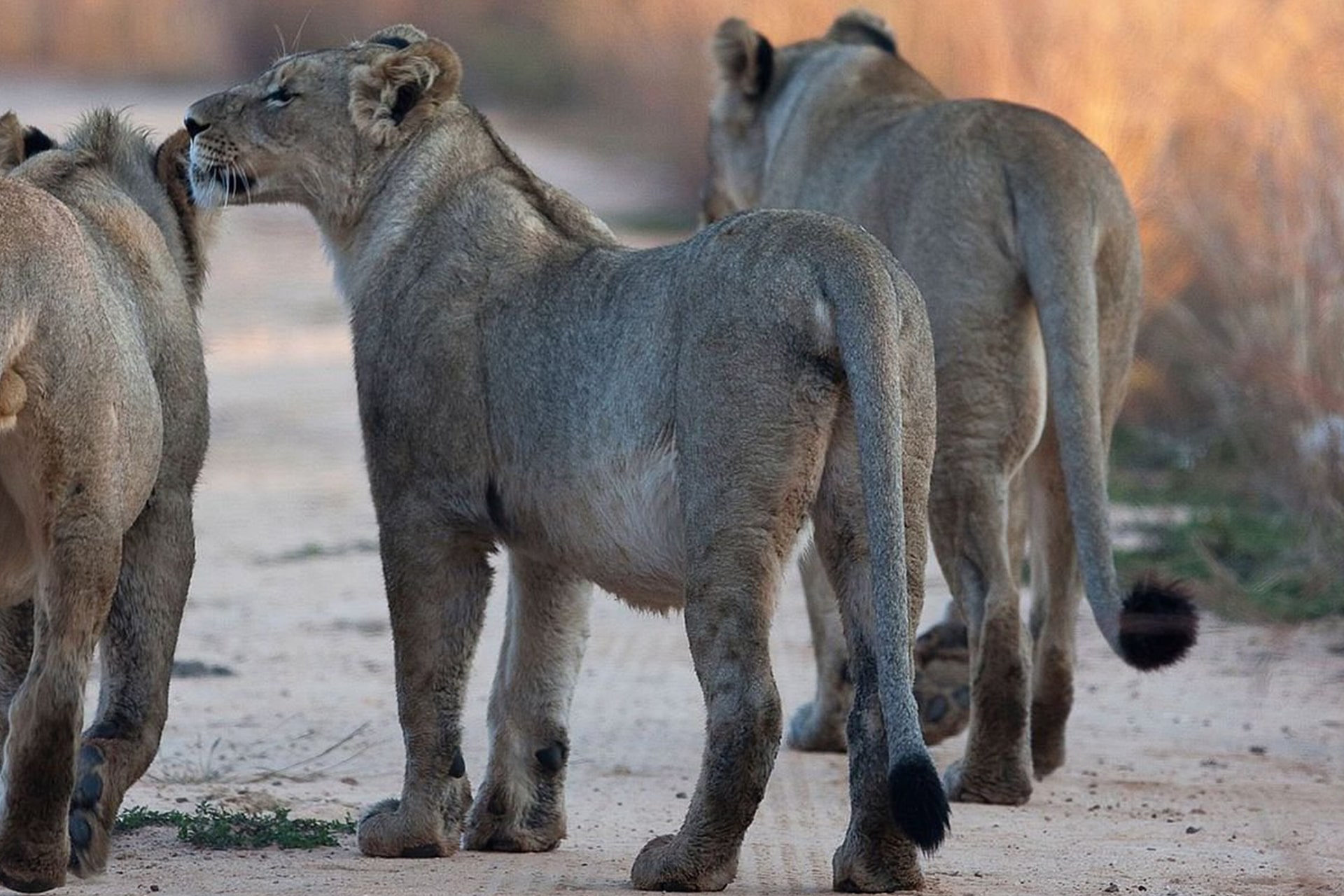 2 Days Selous Safari From Zanzibar | Book Now