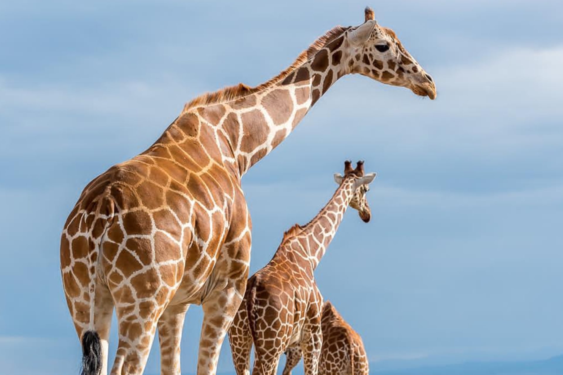 2 Days Selous Safari From Zanzibar | Book Now