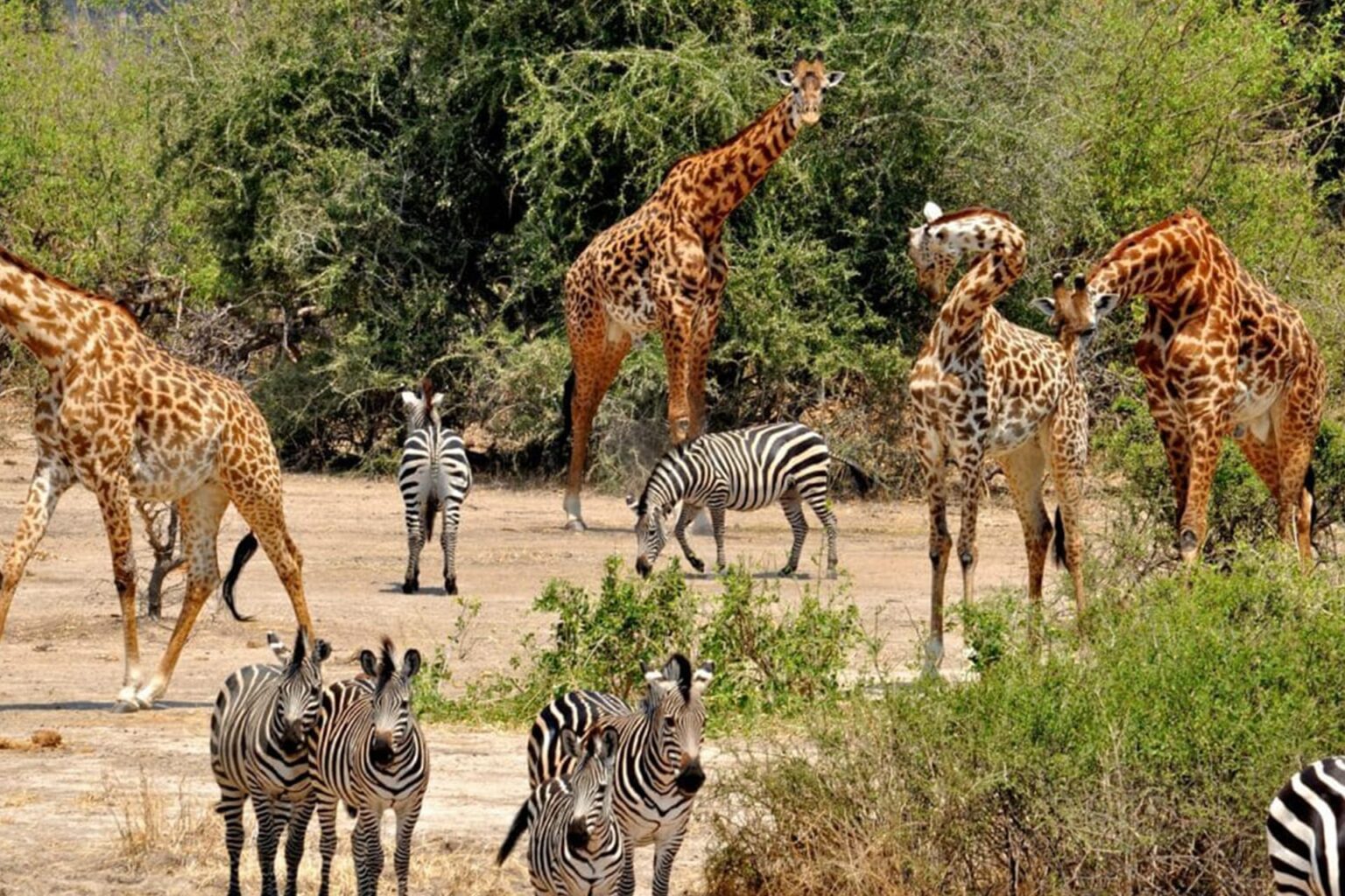 2 Days Selous Safari From Zanzibar | Book Now