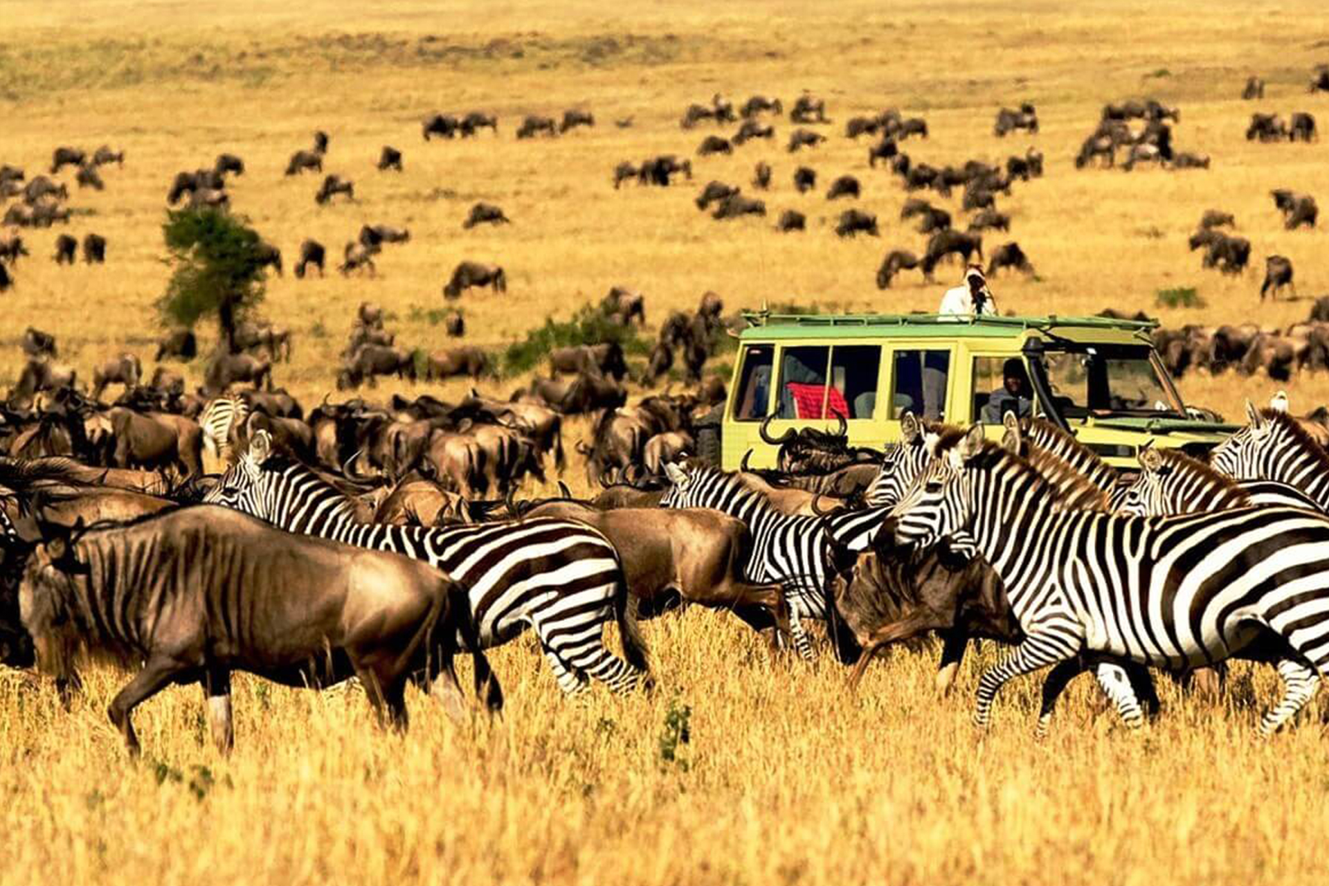 Safari From Zanzibar | Book Now