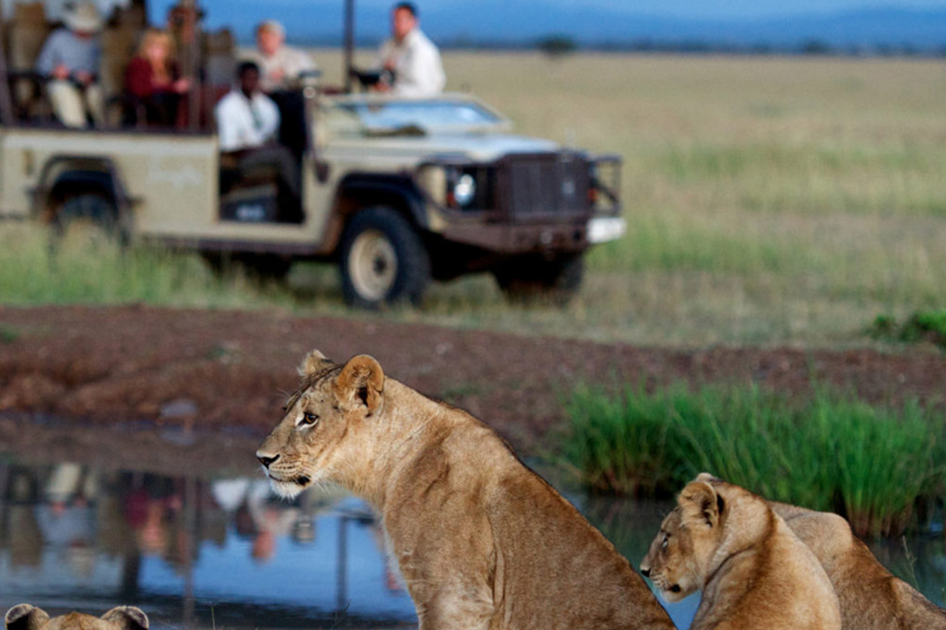 Safari From Zanzibar | Book Now