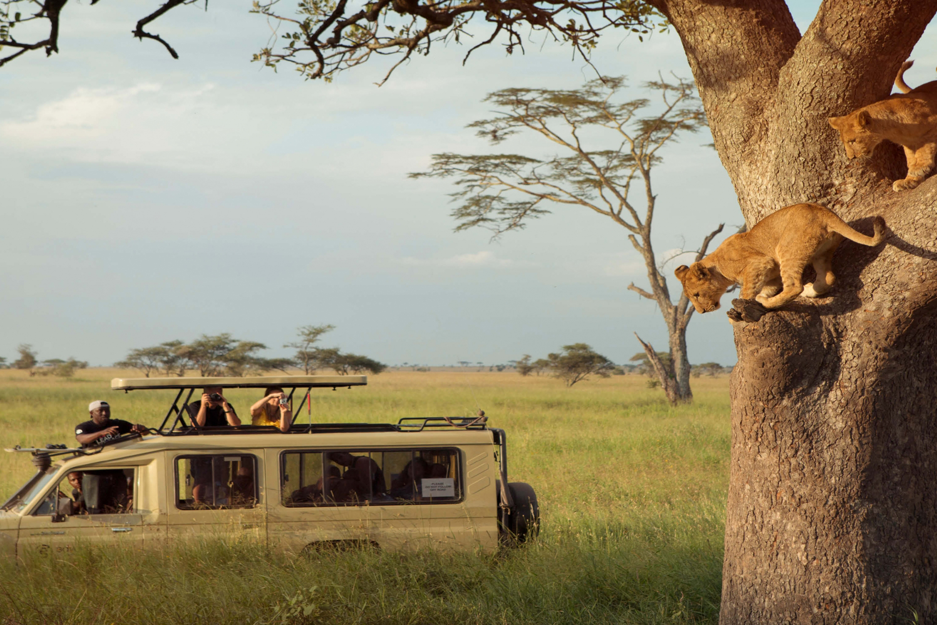 Safari From Zanzibar | Book Now