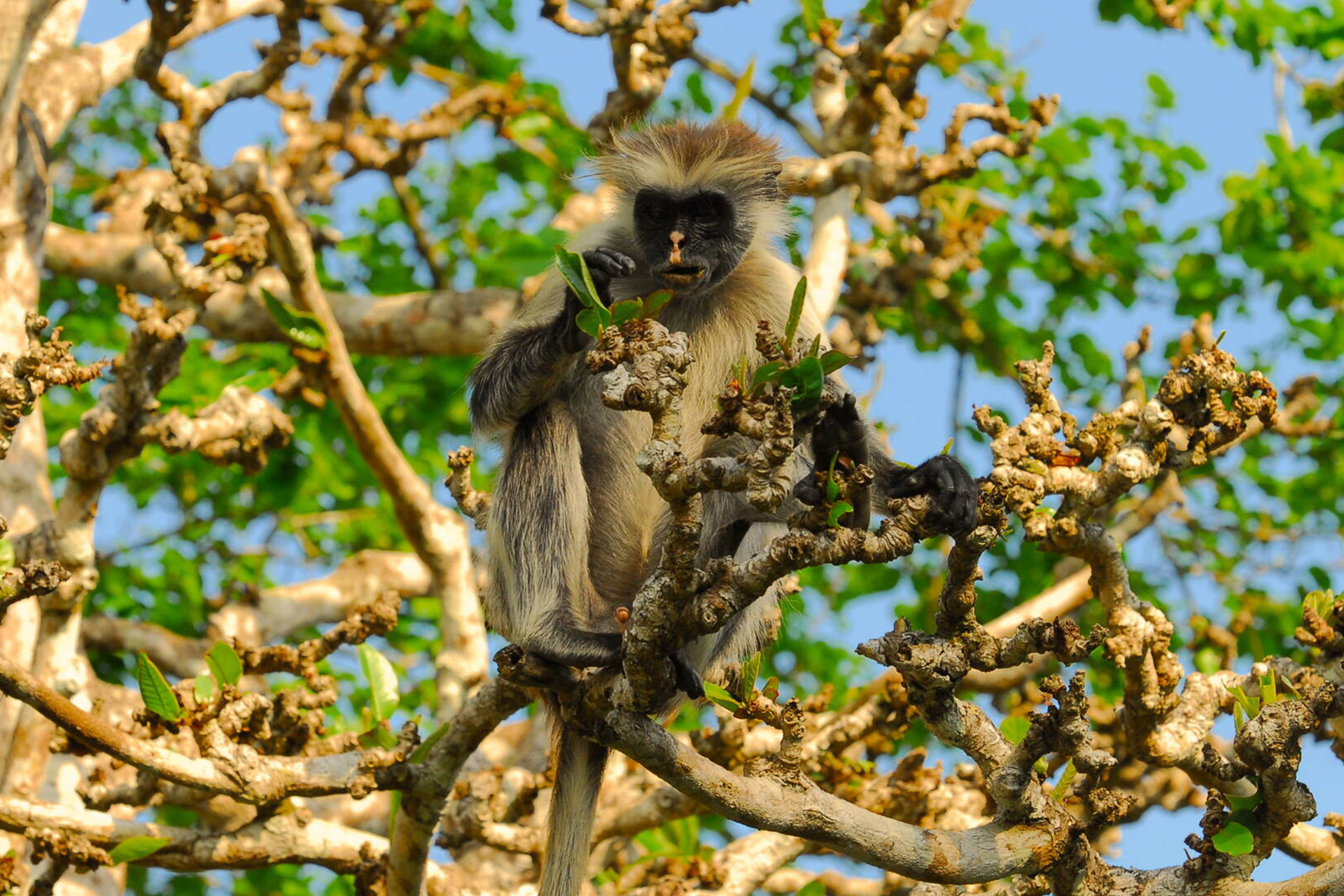 Jozani Forest Tour Zanzibar | Half-Day Wildlife & Mangroves Experience