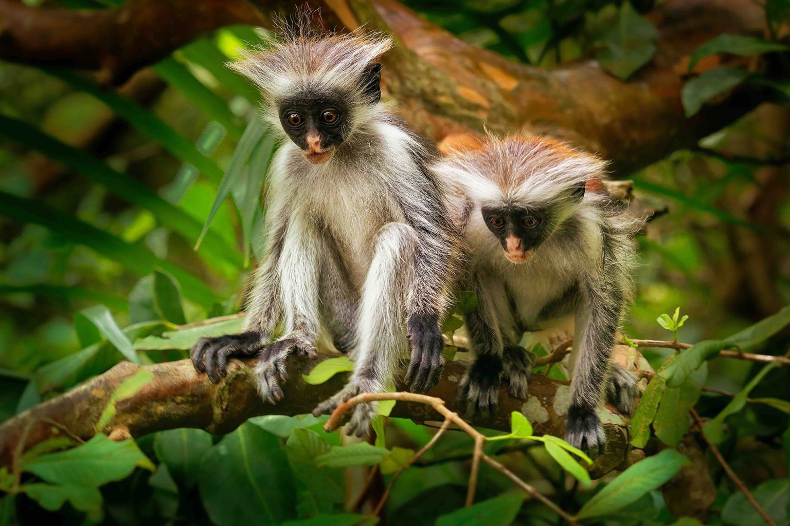 Jozani Forest Tour Zanzibar | Half-Day Wildlife & Mangroves Experience