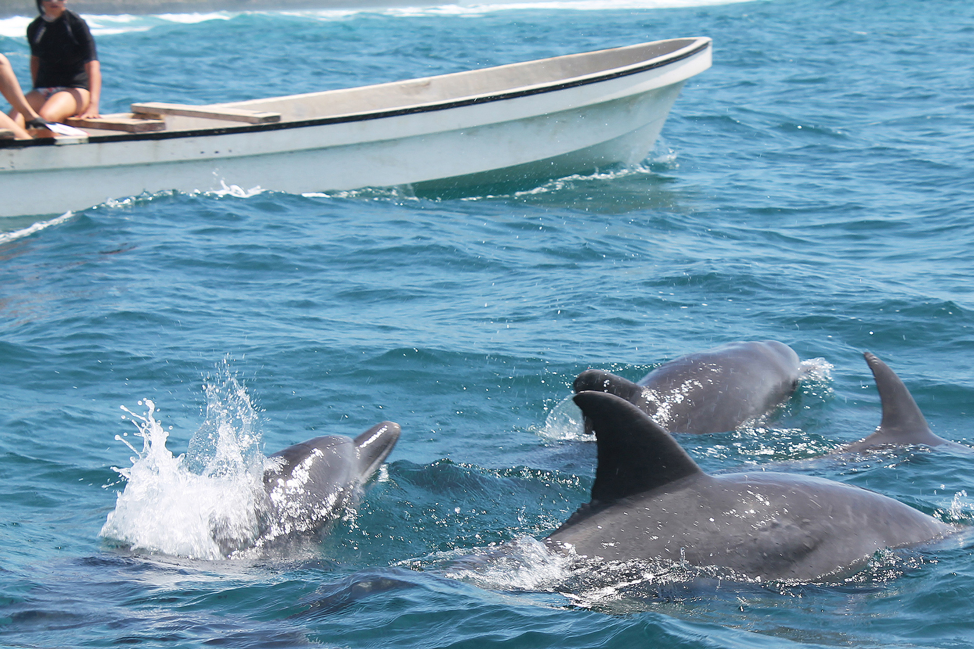 Swimming With Dolphins In Zanzibar | Book Tour