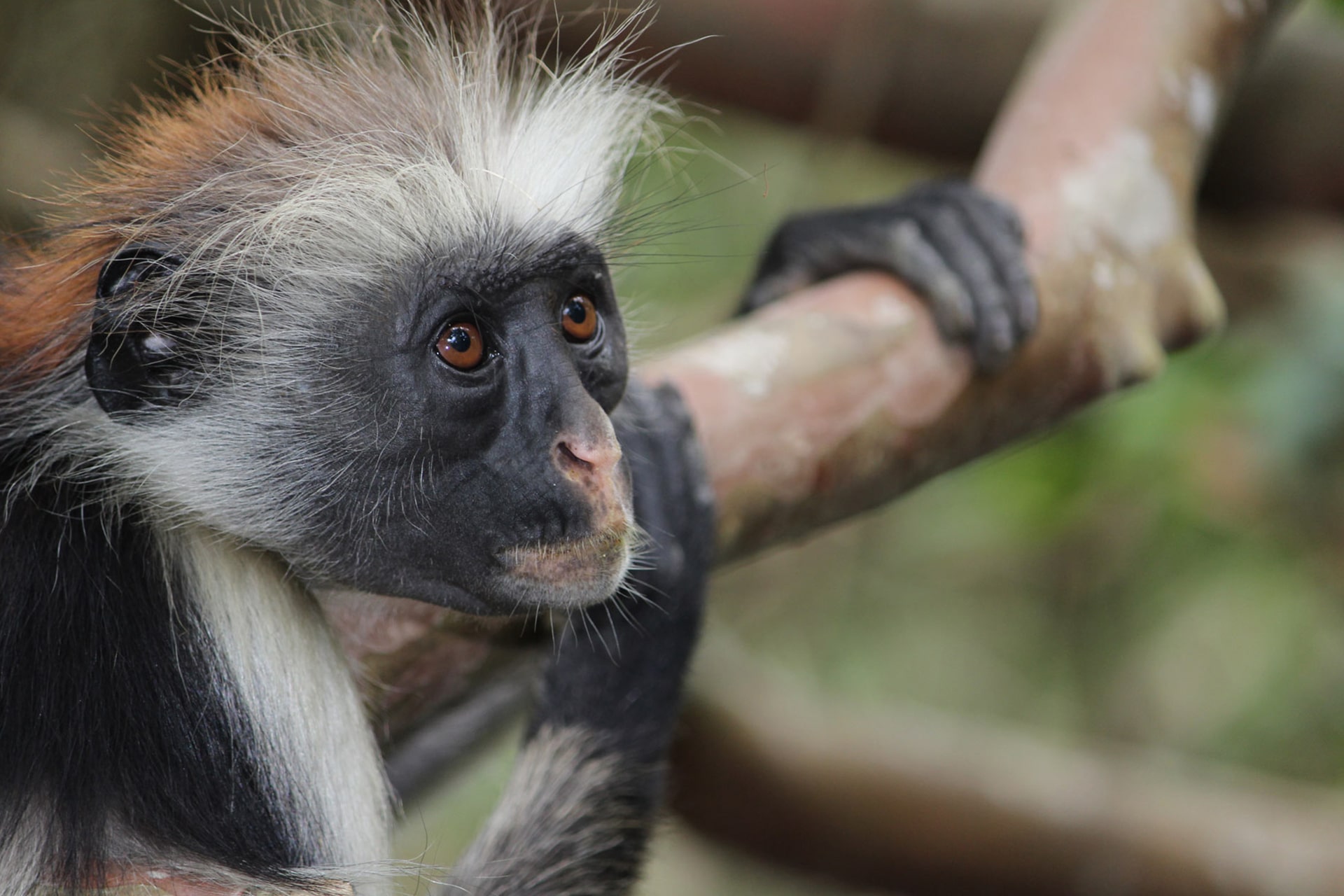 Jozani Forest Tour Zanzibar | Half-Day Wildlife & Mangroves Experience