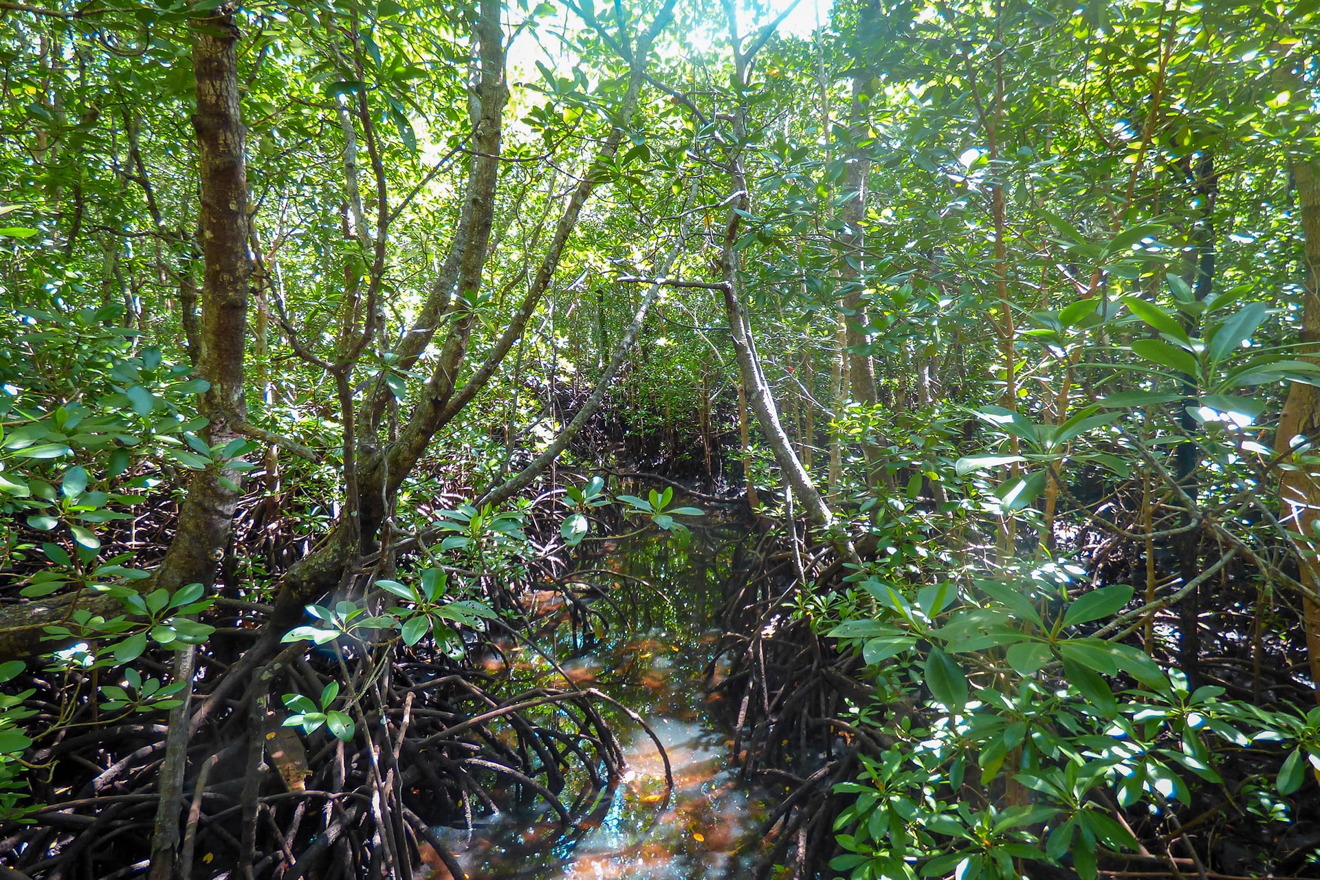 Jozani Forest Tour Zanzibar | Half-Day Wildlife & Mangroves Experience