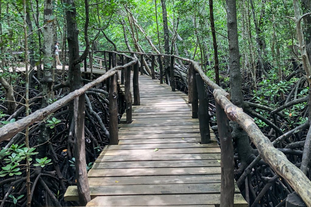 Jozani Forest Tour Zanzibar | Half-Day Wildlife & Mangroves Experience